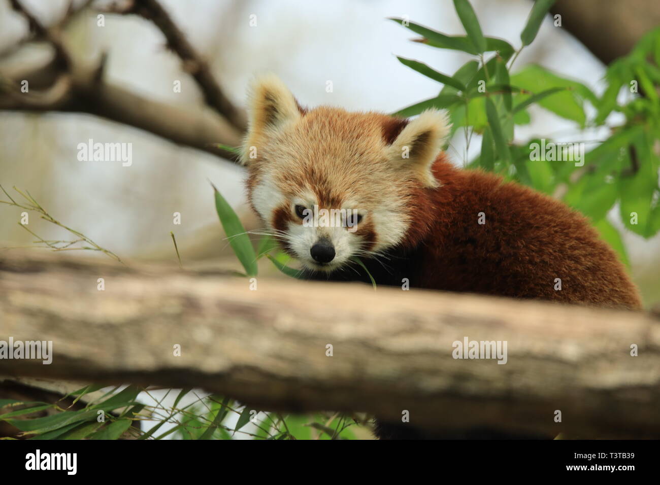 Cina panda hi-res stock photography and images - Alamy