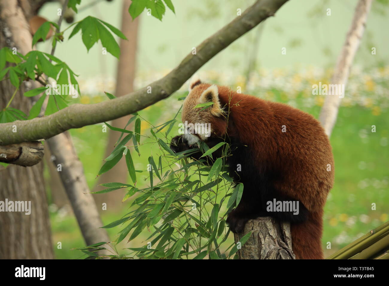 Cina panda hi-res stock photography and images - Alamy