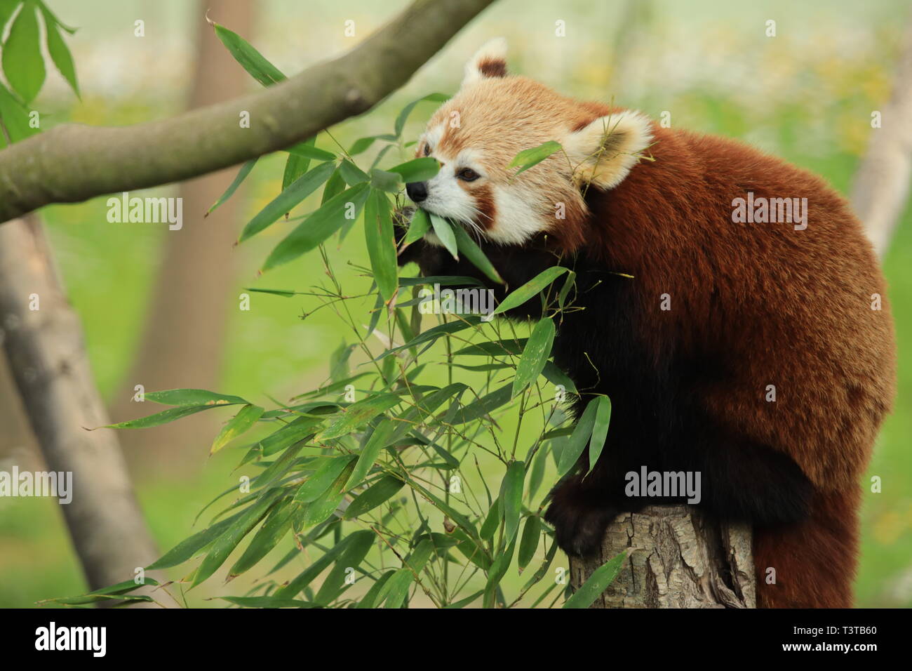 Panda In Cage High Resolution Stock Photography and Images - Alamy
