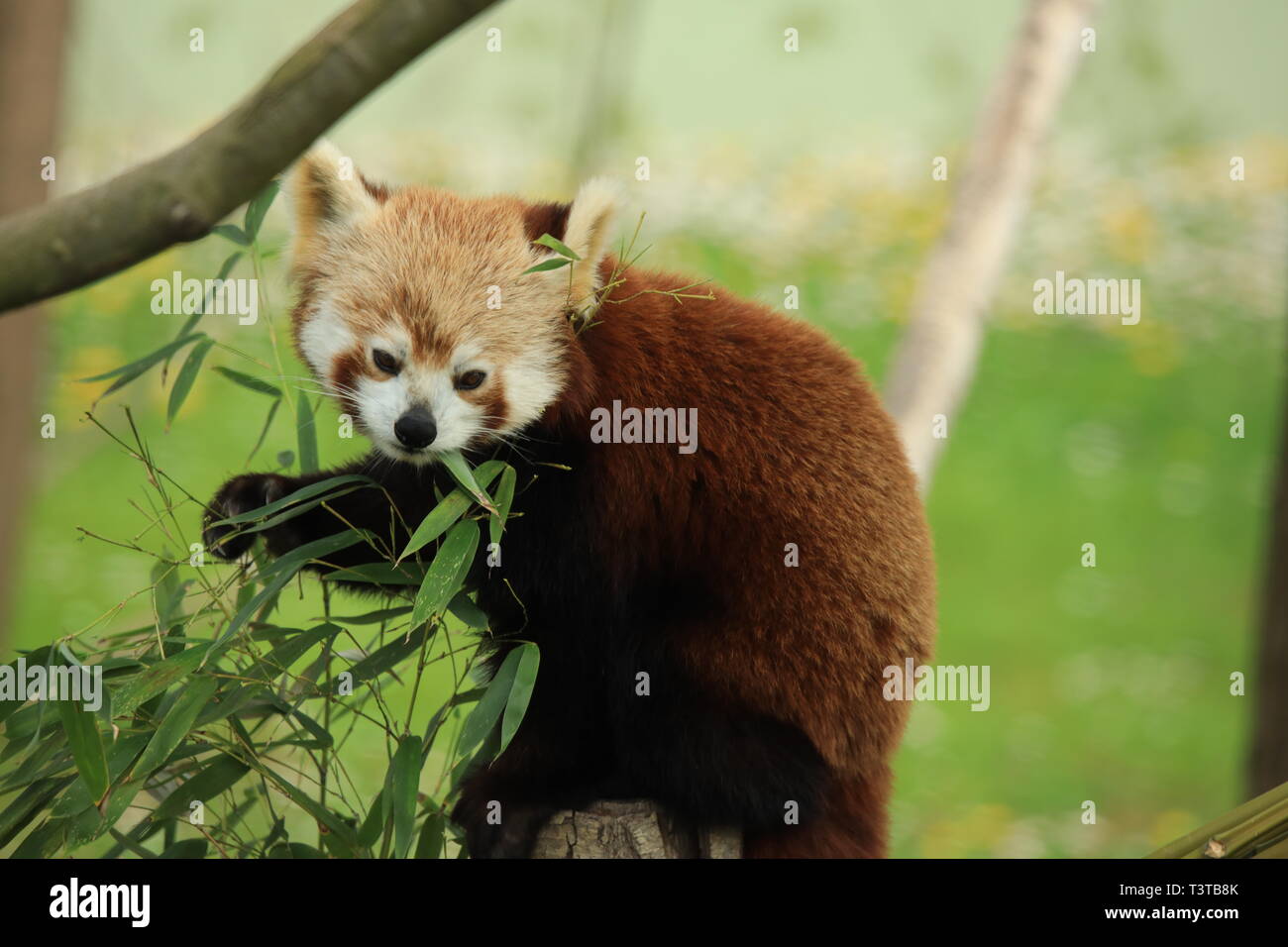 Cina panda hi-res stock photography and images - Alamy