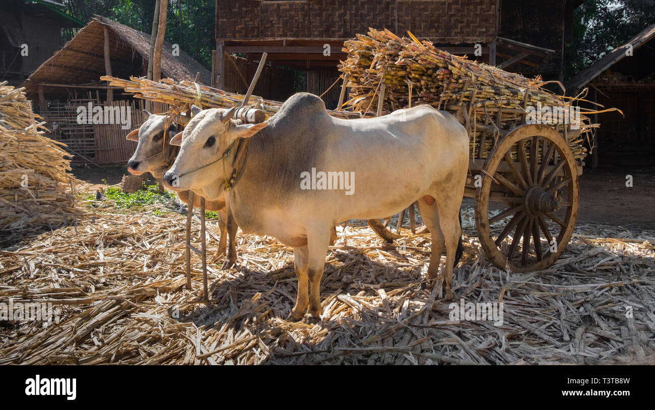 Cows pulling cart hi-res stock photography and images - Alamy