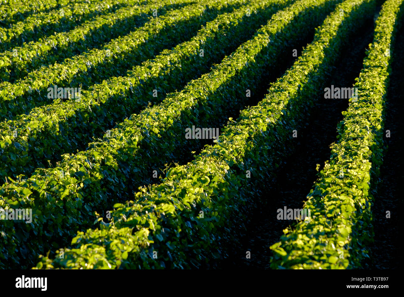 Aerial view of tree farm Stock Photo - Alamy