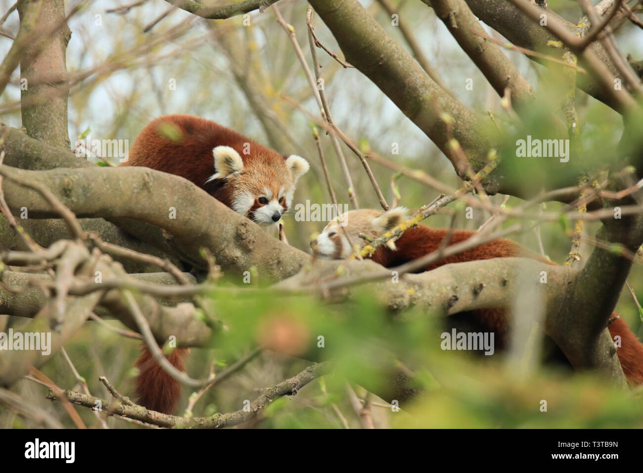 Cina panda hi-res stock photography and images - Alamy
