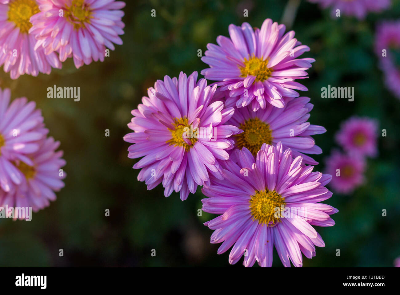 Aster close up hi-res stock photography and images - Alamy