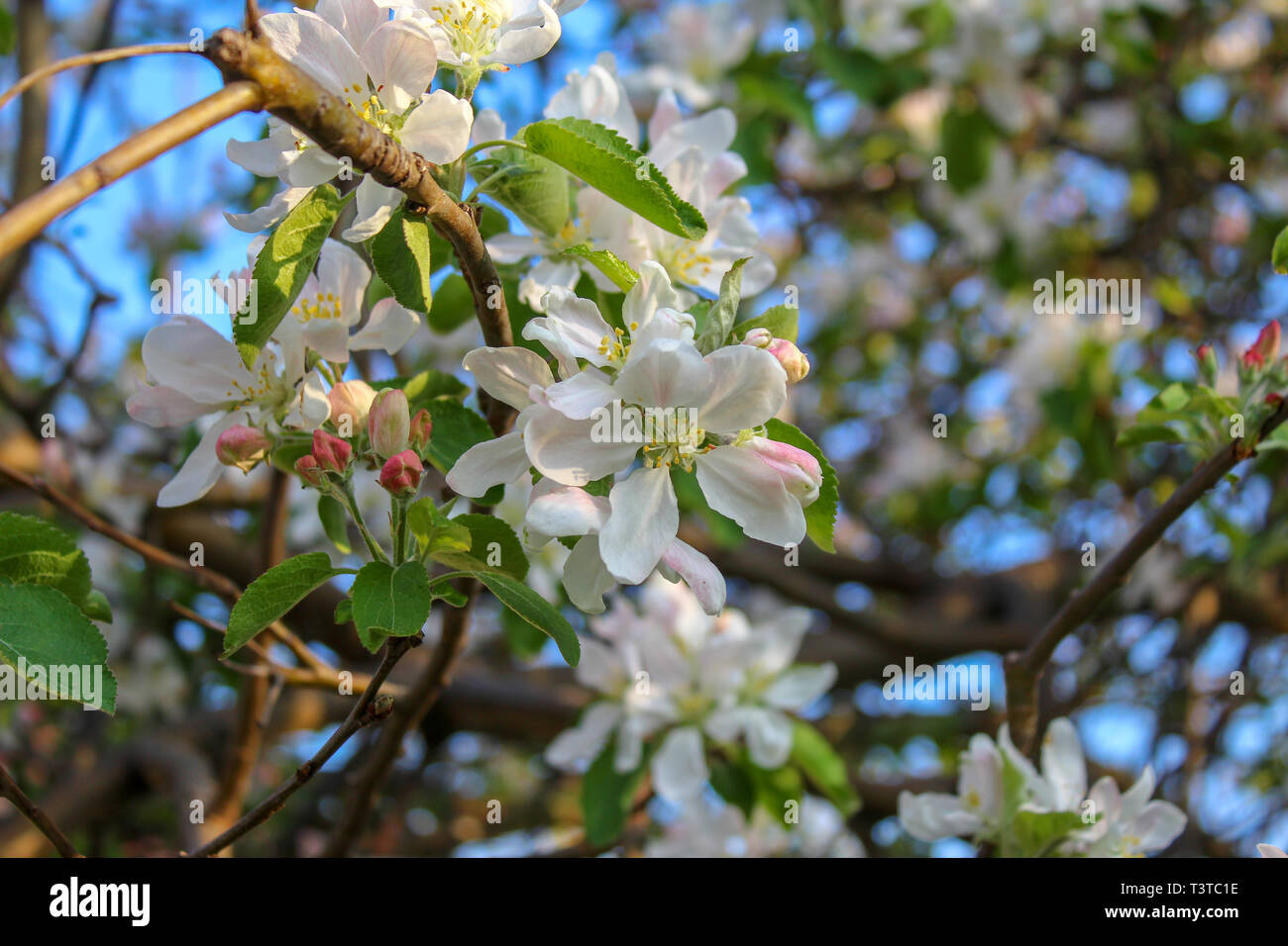 Japanese apple blossoms hi-res stock photography and images - Alamy