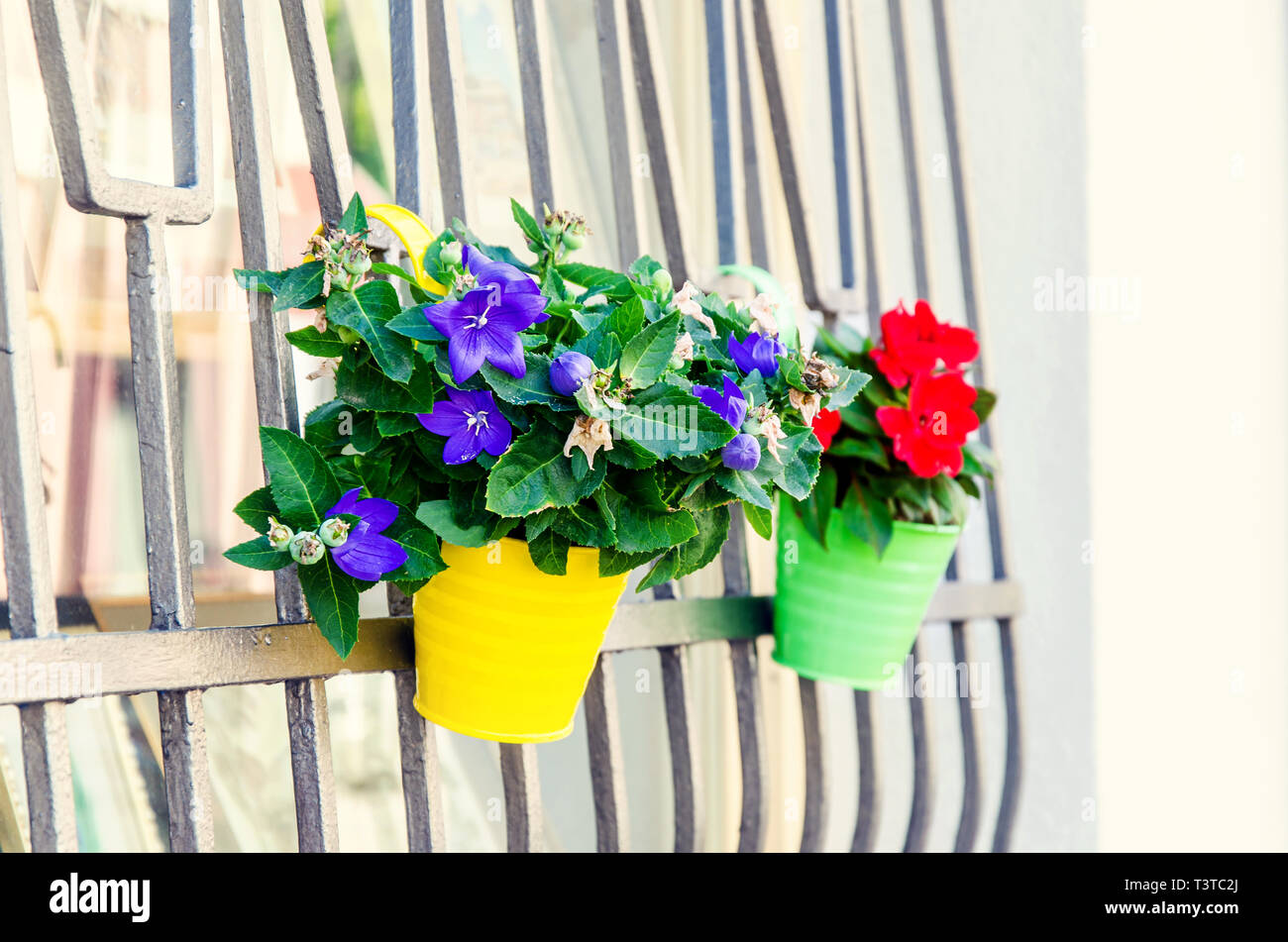 Pots with flowers on a metal window grill Stock Photo - Alamy