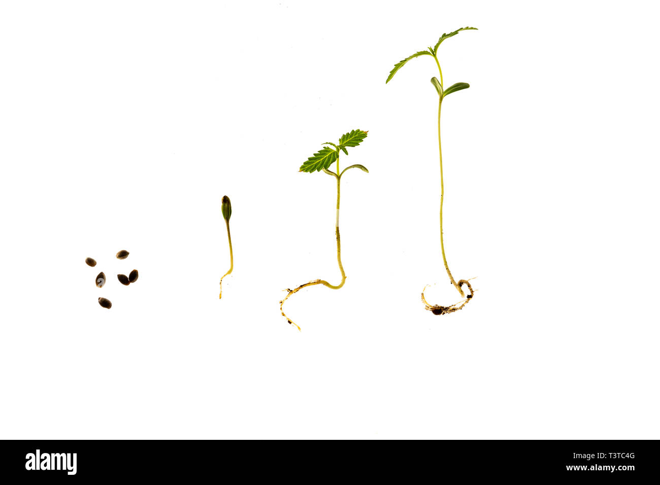 The Cannabis plant, Ganja on white background Stock Photo - Alamy