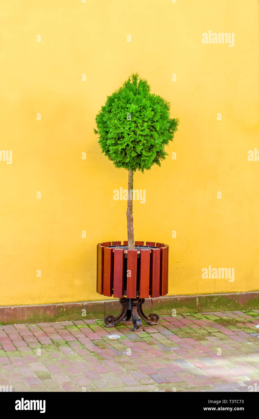 Tuja hi-res stock photography and images - Alamy