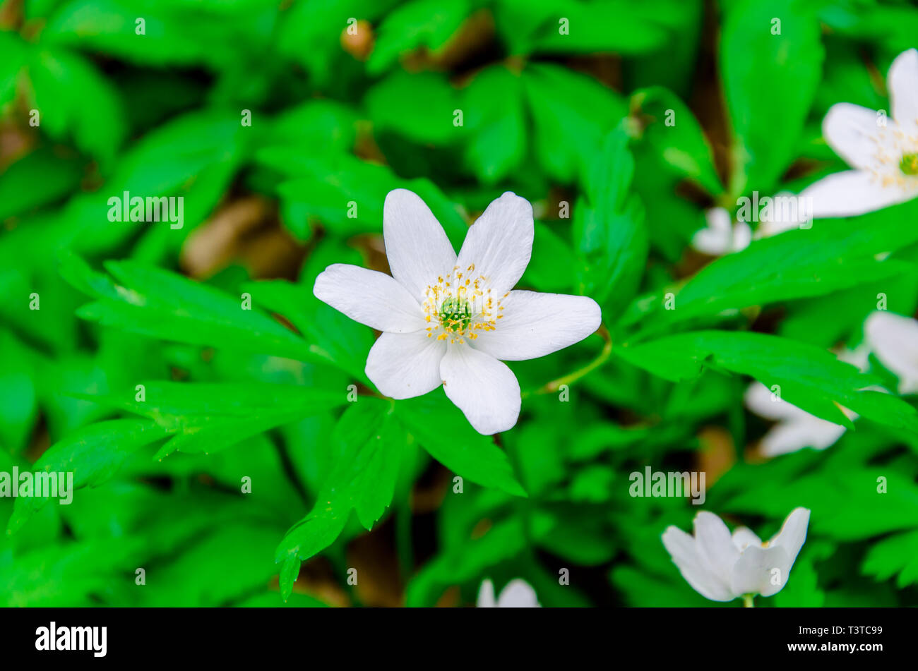 White anemones new forest hi-res stock photography and images - Alamy