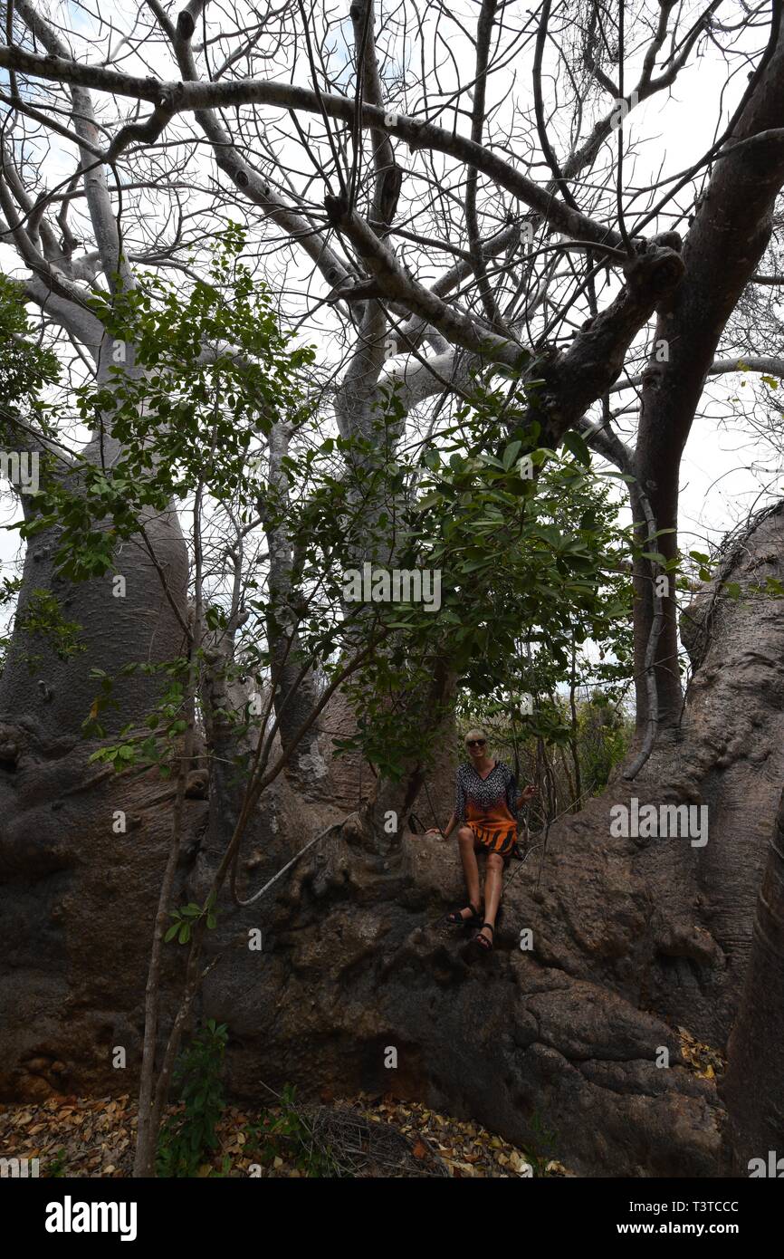 Mozambique baobab tree hi-res stock photography and images - Alamy