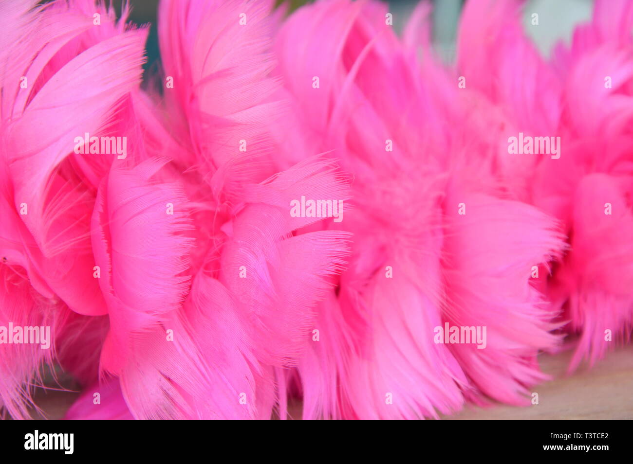 pink wood dust chicken feather texture and background Stock Photo - Alamy