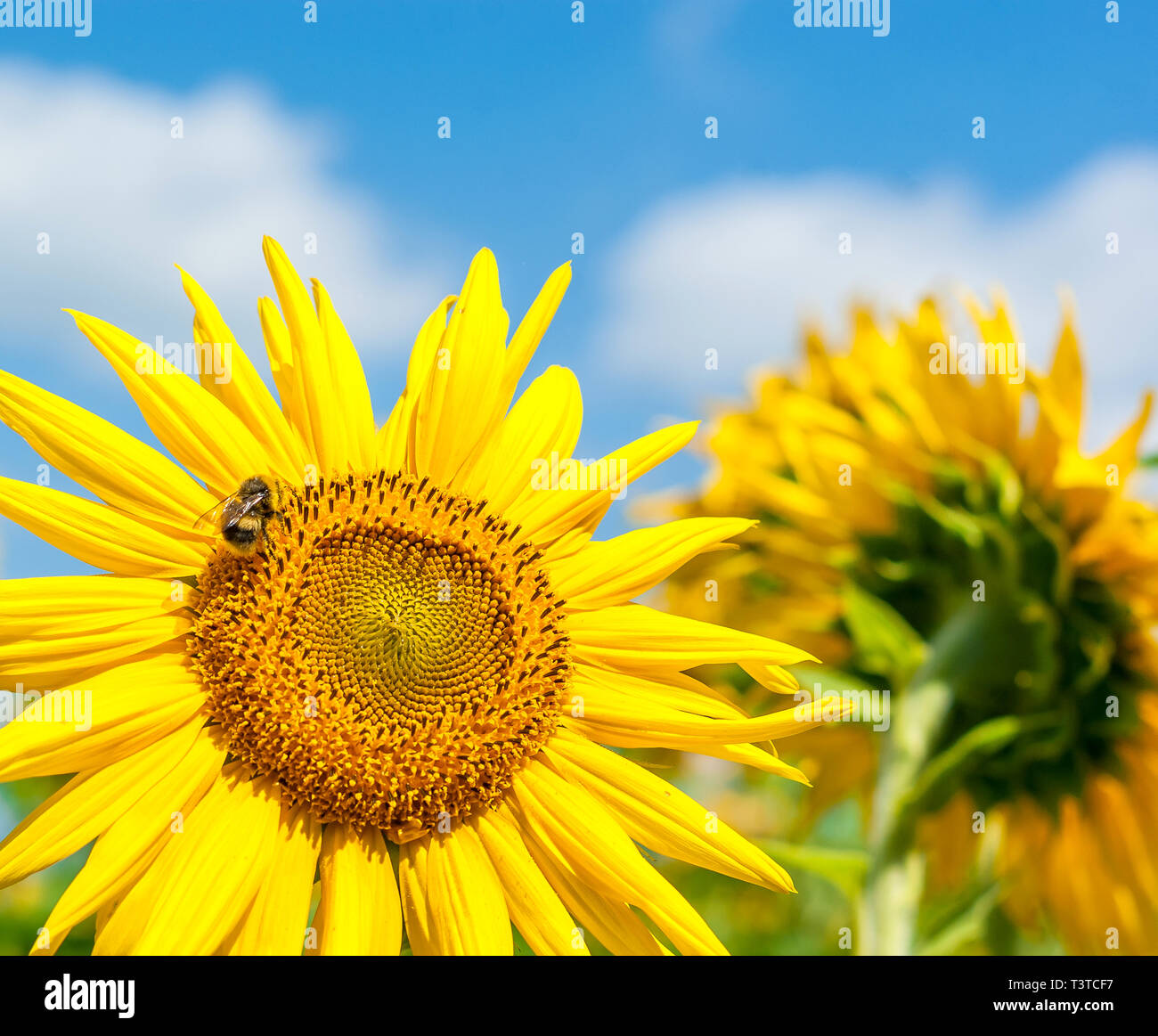 Sunflower plant cycle seed hi-res stock photography and images - Alamy
