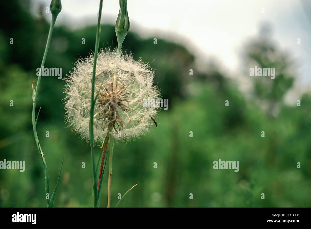 Big dandelion.Tragopogon pratensis Stock Photo - Alamy