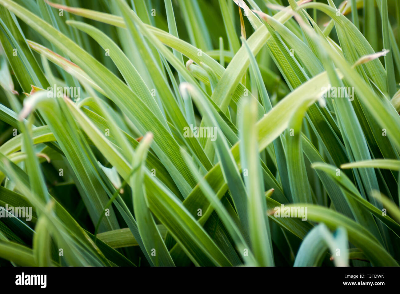 Tall Grass Closeup Stock Photo - Alamy