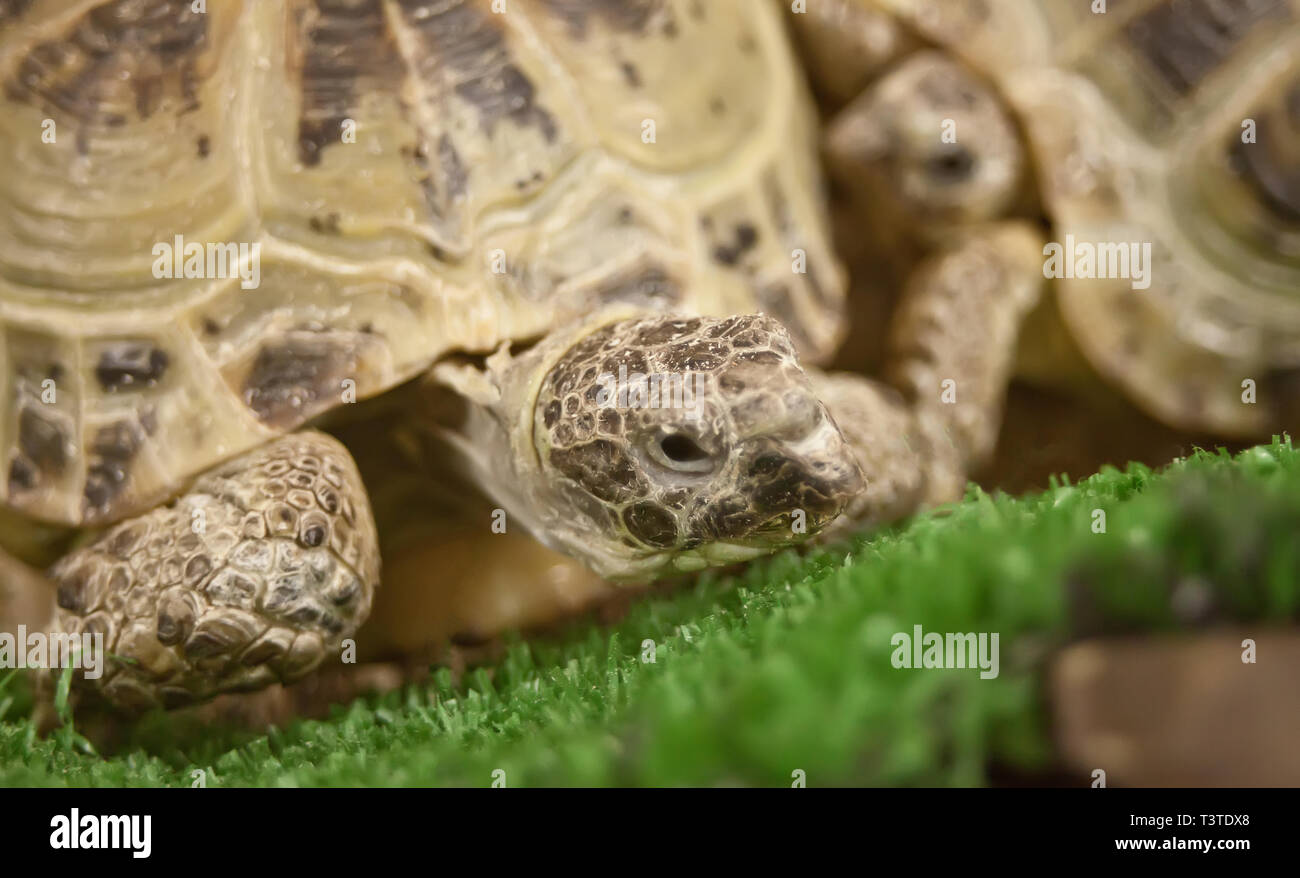 Baby box turtle hi-res stock photography and images - Alamy