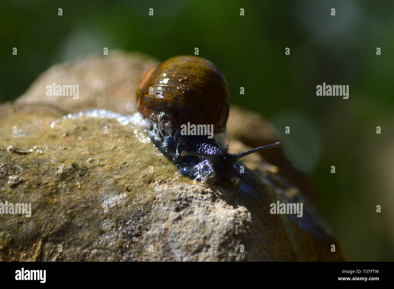 Beautiful snail hi-res stock photography and images - Alamy