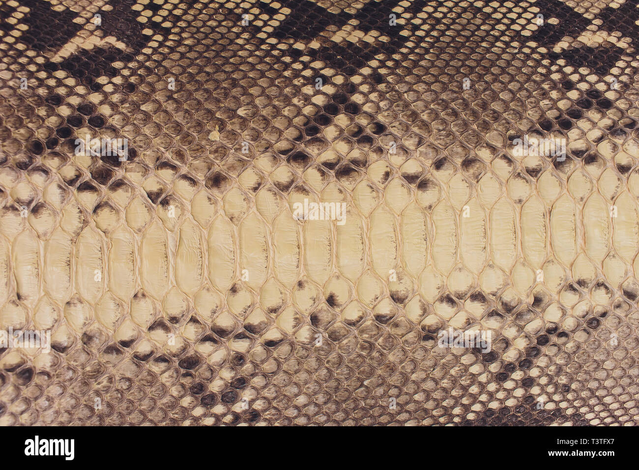 Rattlesnake Skin Pattern High Resolution Stock Photography and Images ...