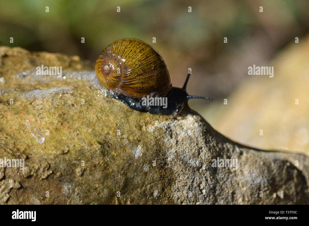 Beautiful Snail High Resolution Stock Photography and Images - Alamy