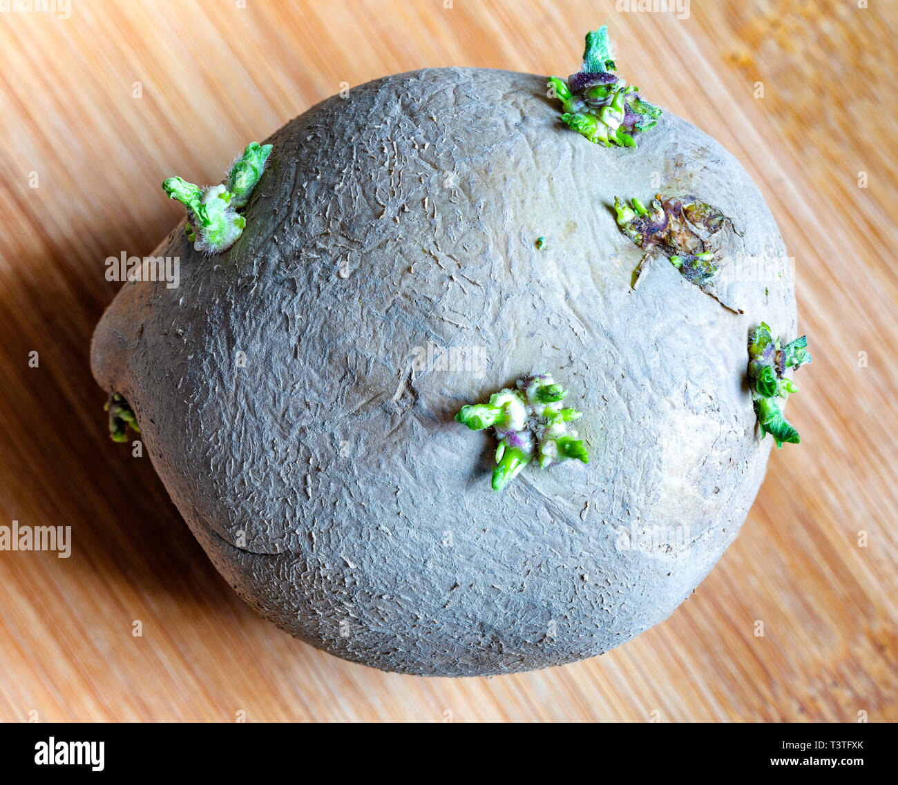 Green Potatoes Contain Solanine What Type Of Contamination at Michiko ...