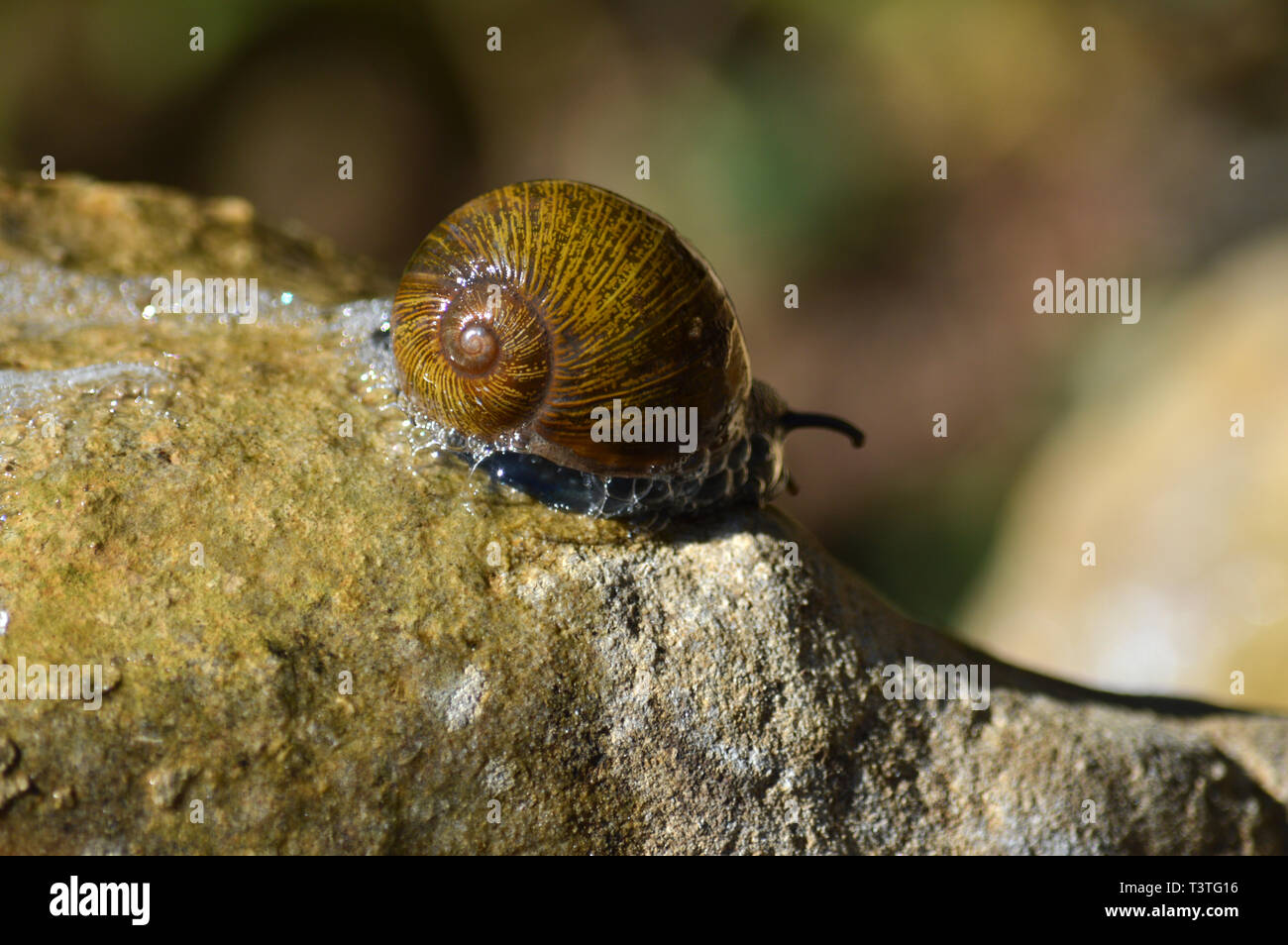 Beautiful snail hi-res stock photography and images - Alamy