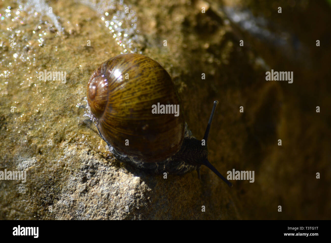 Beautiful snail hi-res stock photography and images - Alamy