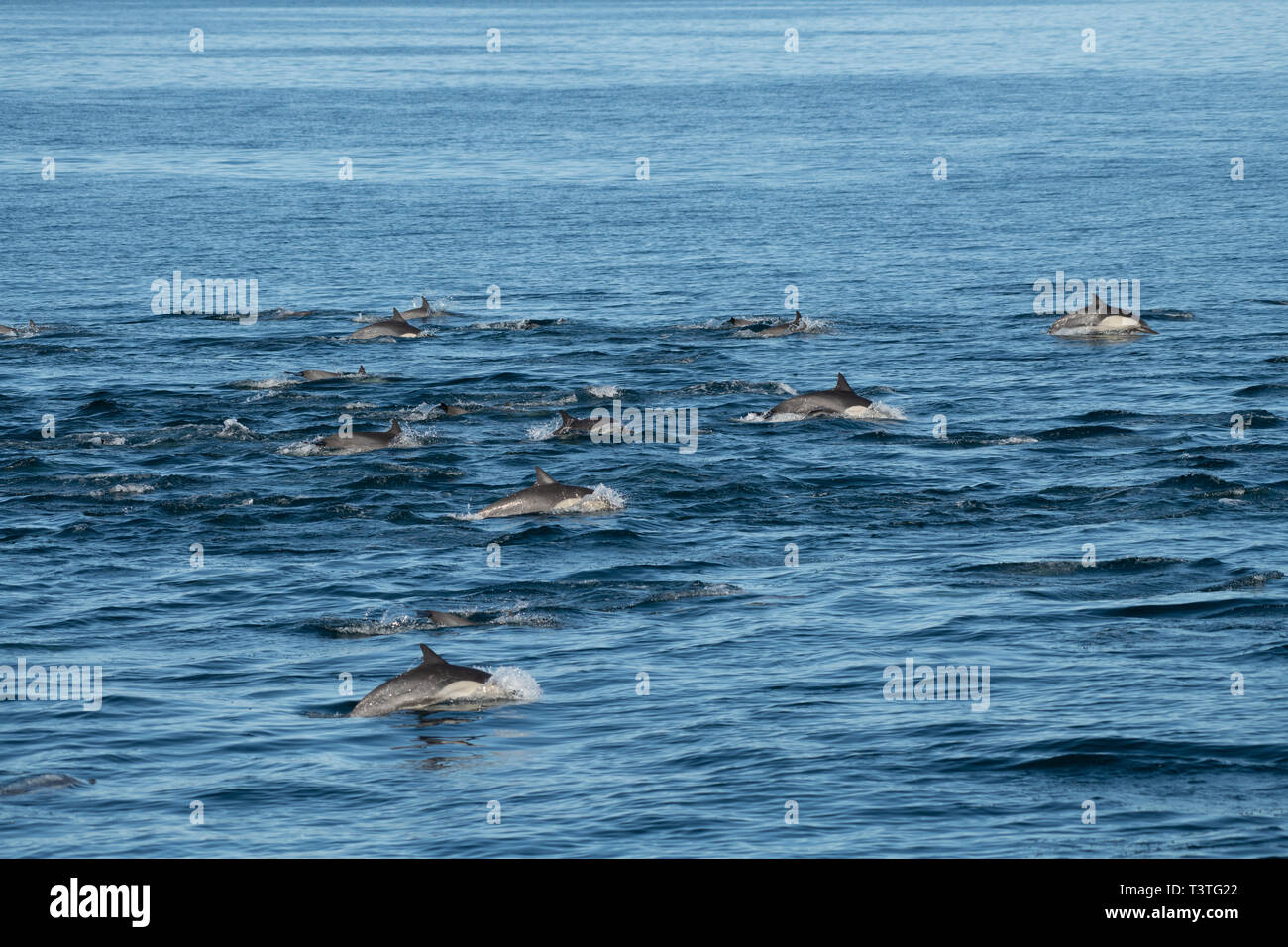 Dolphin pod hi-res stock photography and images - Alamy