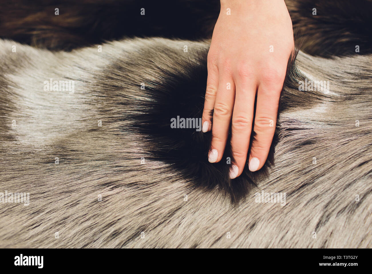 Closeup of natural silver fox fur. Nice background Stock Photo - Alamy