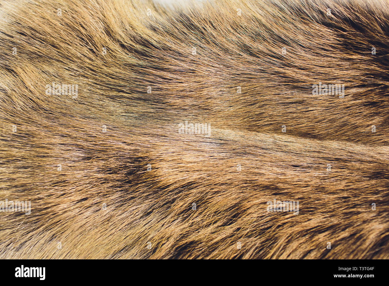 Closeup of natural silver fox fur. Nice background Stock Photo - Alamy