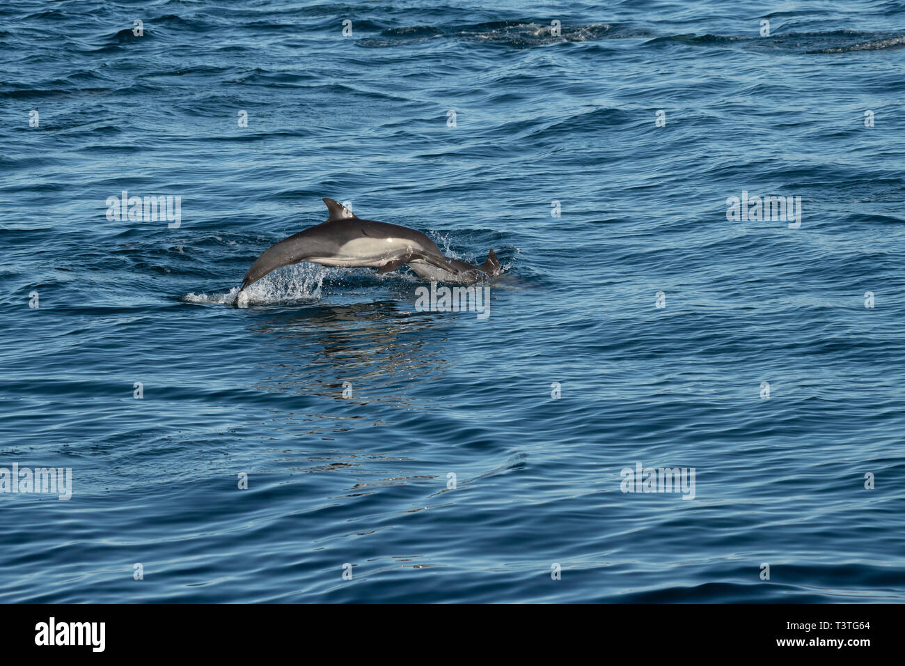 Long-beaked common dolphins (Delphinus capensis) off the coast of Baja ...