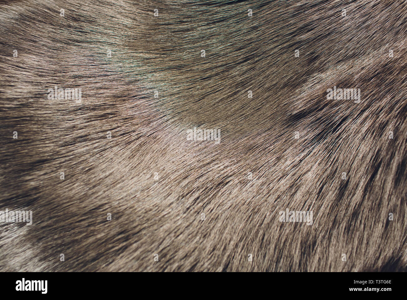 Closeup of natural silver fox fur. Nice background Stock Photo - Alamy