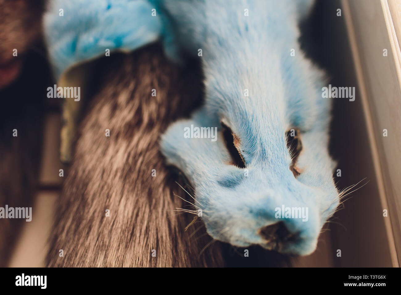 Closeup of natural silver fox fur. Nice background Stock Photo - Alamy
