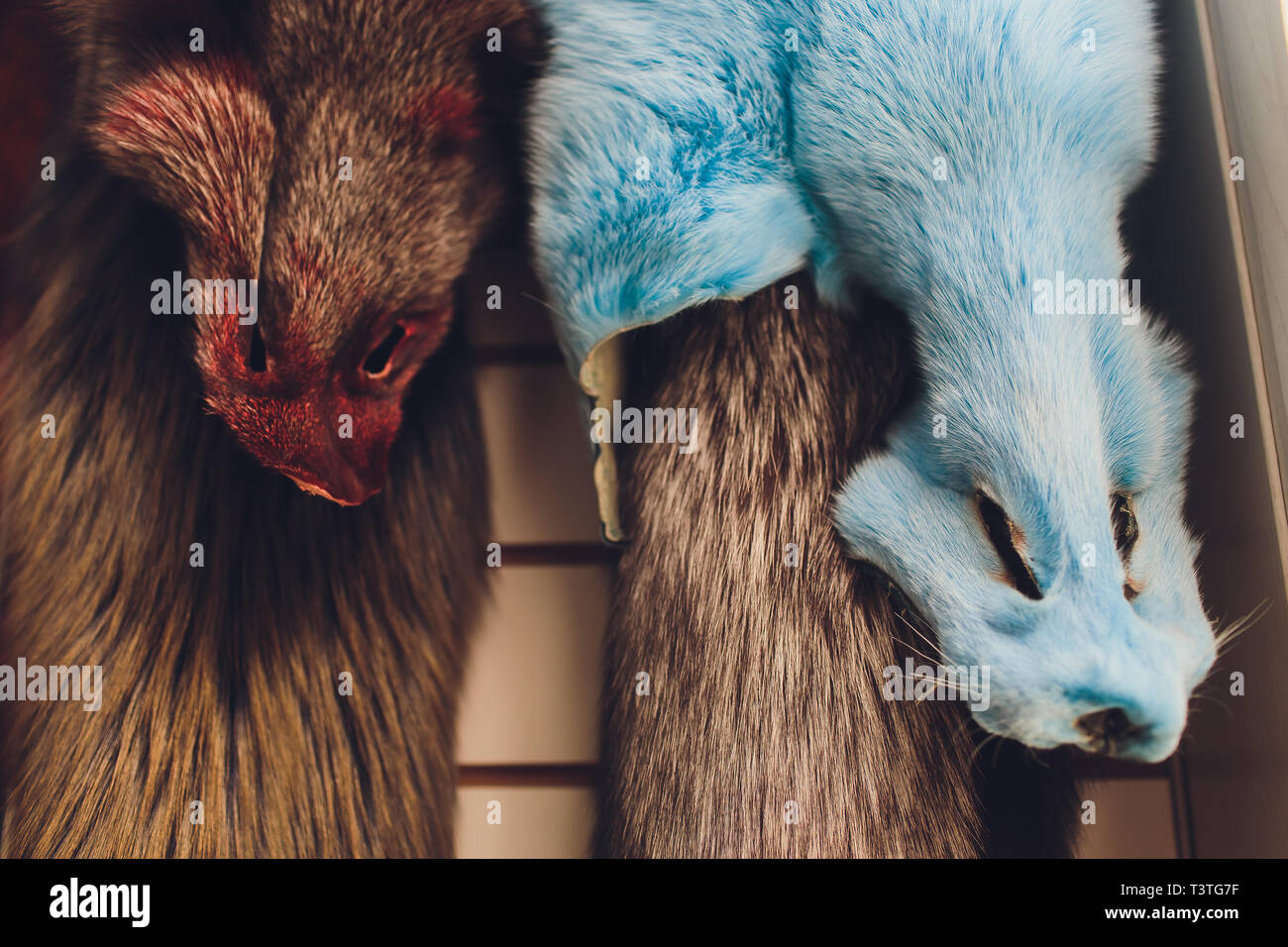 Closeup of natural silver fox fur. Nice background Stock Photo - Alamy