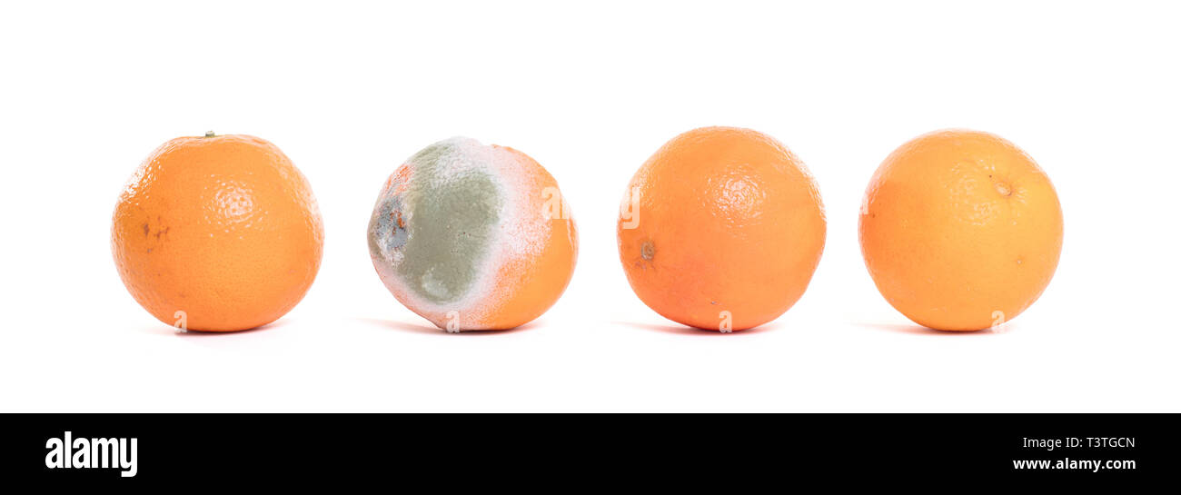 Rotten orange isolated on a white background Stock Photo - Alamy