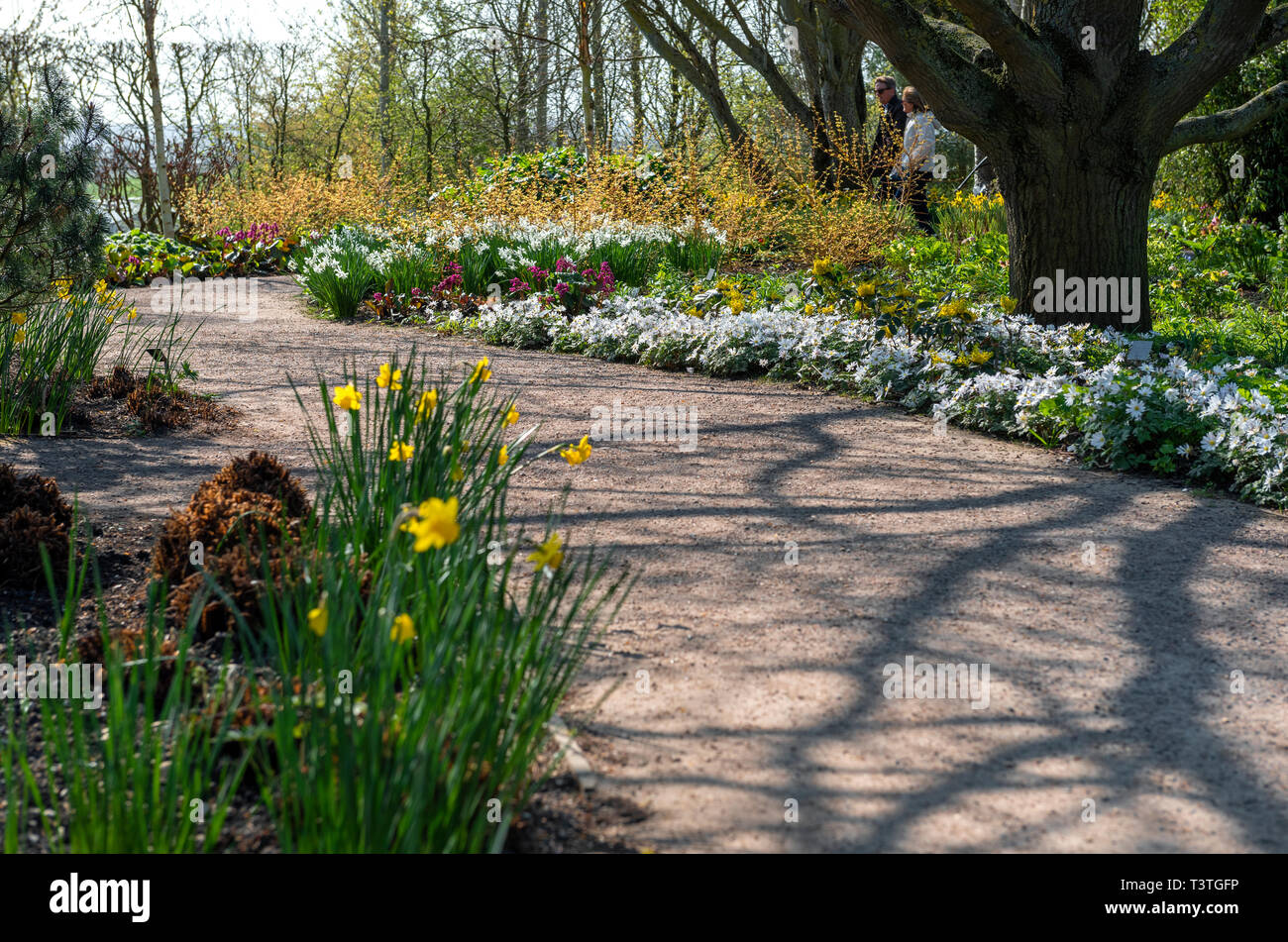 Royal Horticultural Society, RHS , Hyde Hall, spring flower borders. On ...