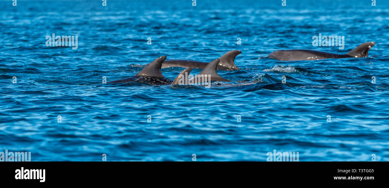 Bottled nose dolphin pod hi-res stock photography and images - Alamy