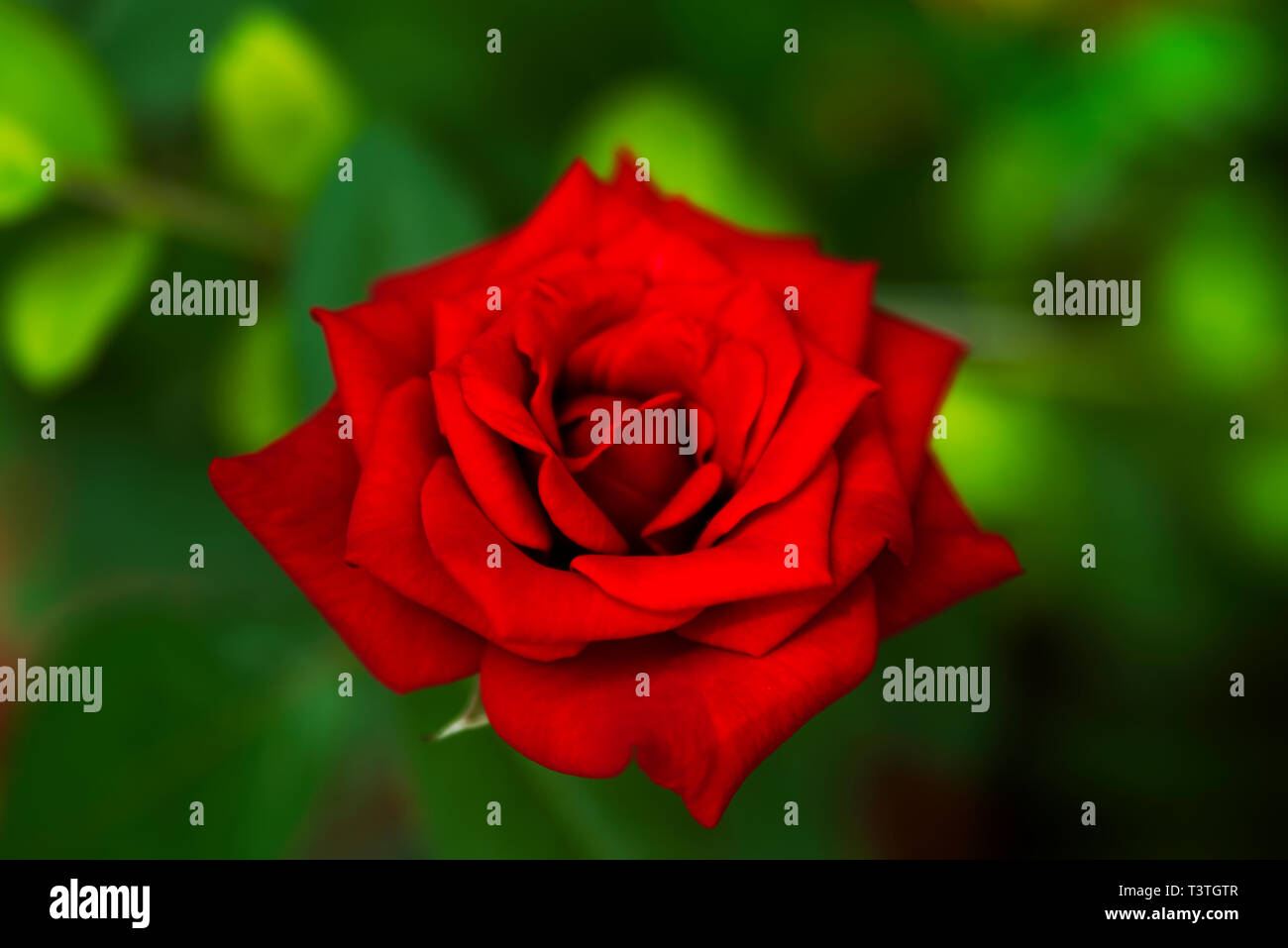 Pretty red rose in the garden Stock Photo - Alamy