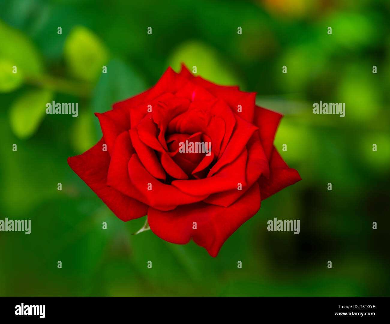 Pretty red rose in the garden Stock Photo - Alamy