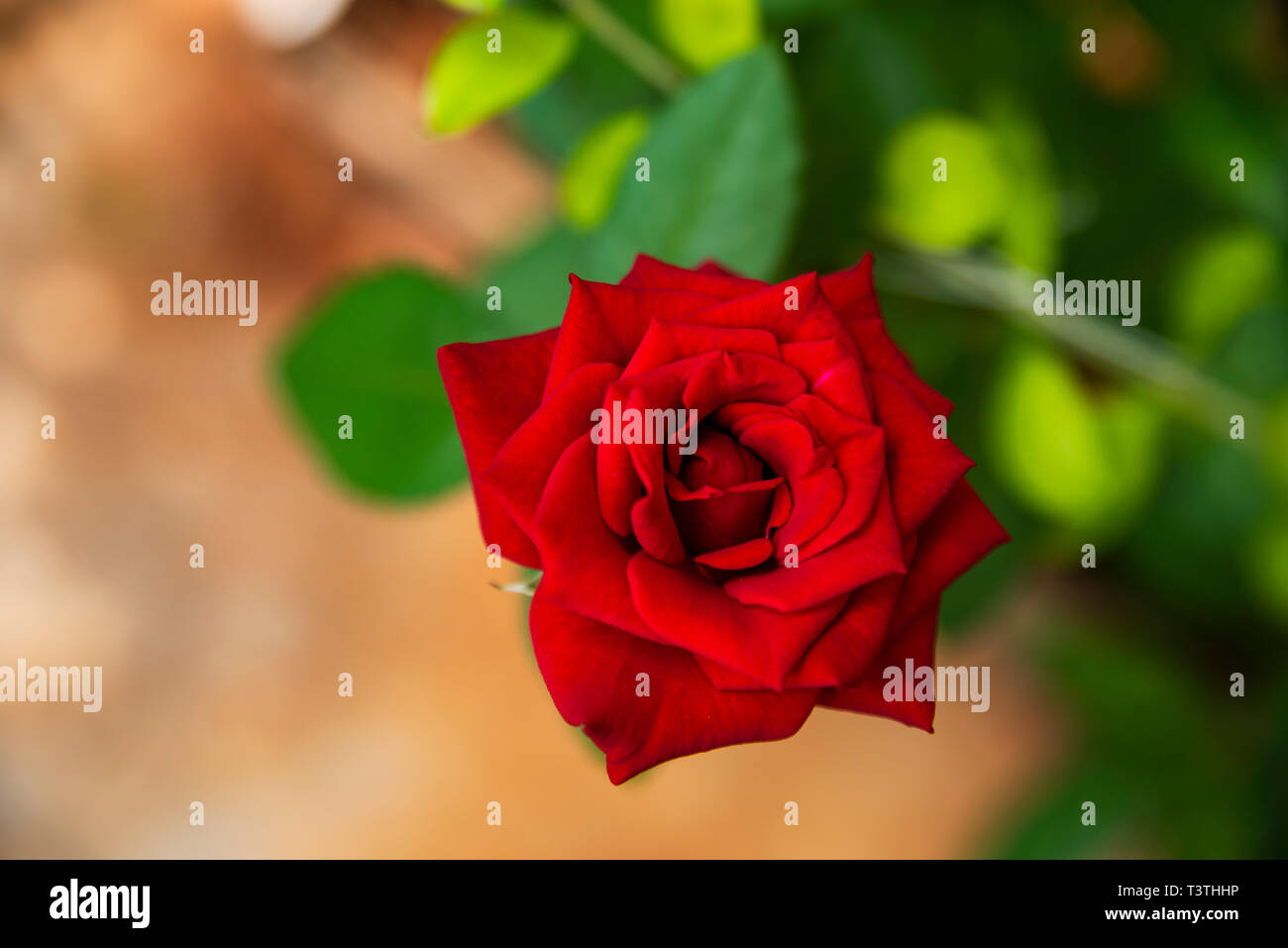 Pretty red rose in the garden Stock Photo - Alamy