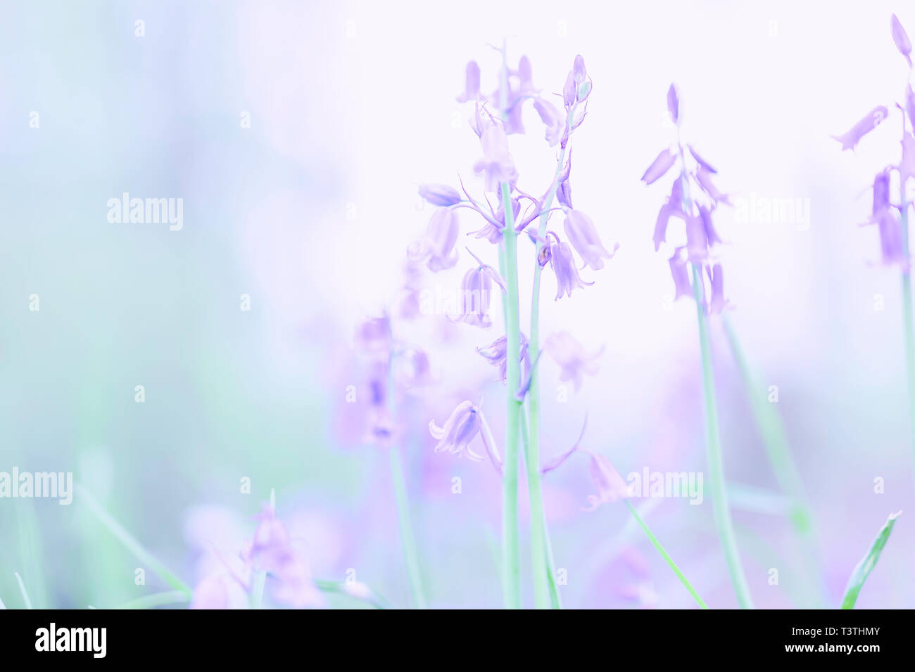 British spring flowers.Springtime freshness.Bluebells growing in ...