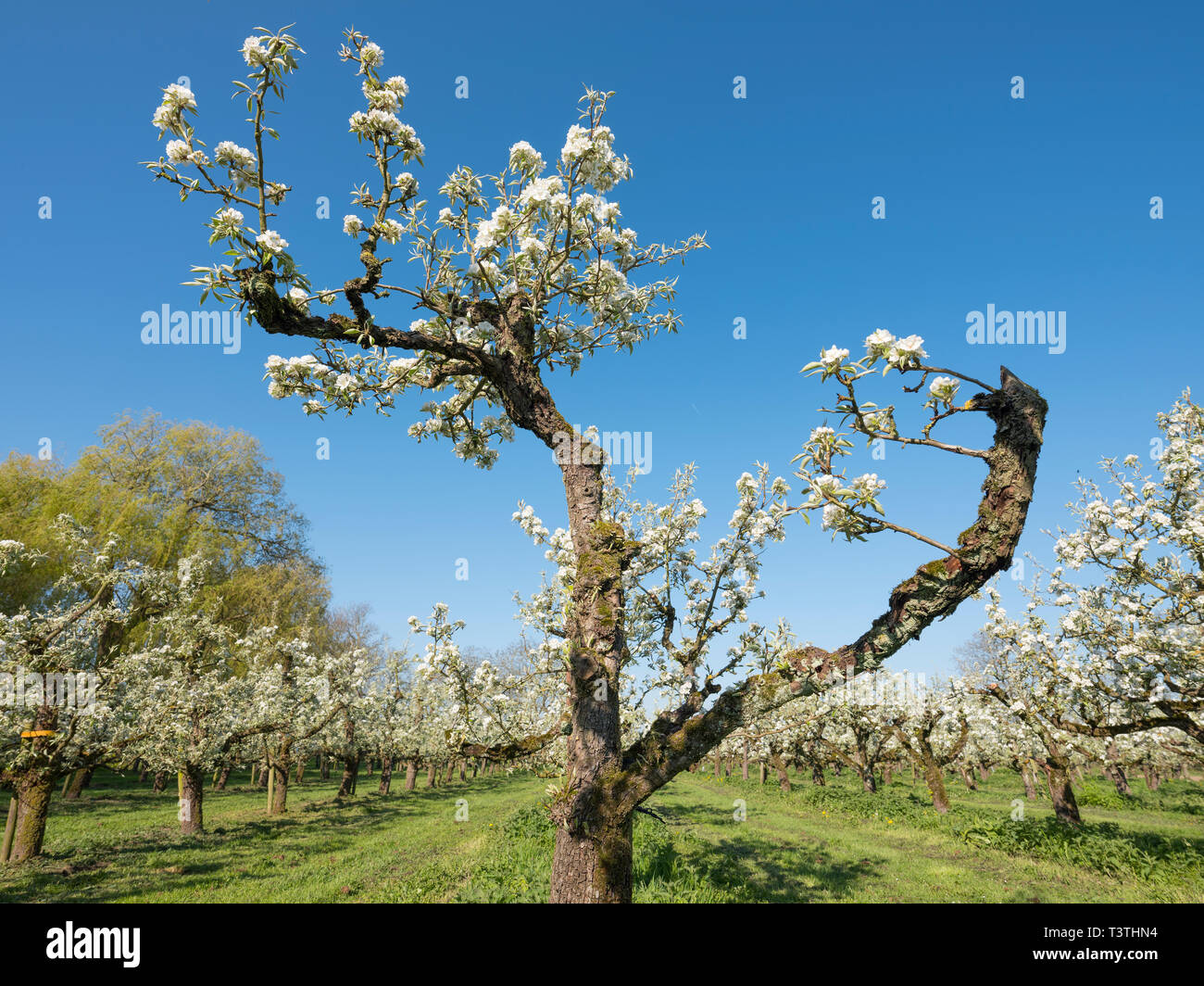 pear trees blossom in spring under blue sky in the netherlands Stock ...