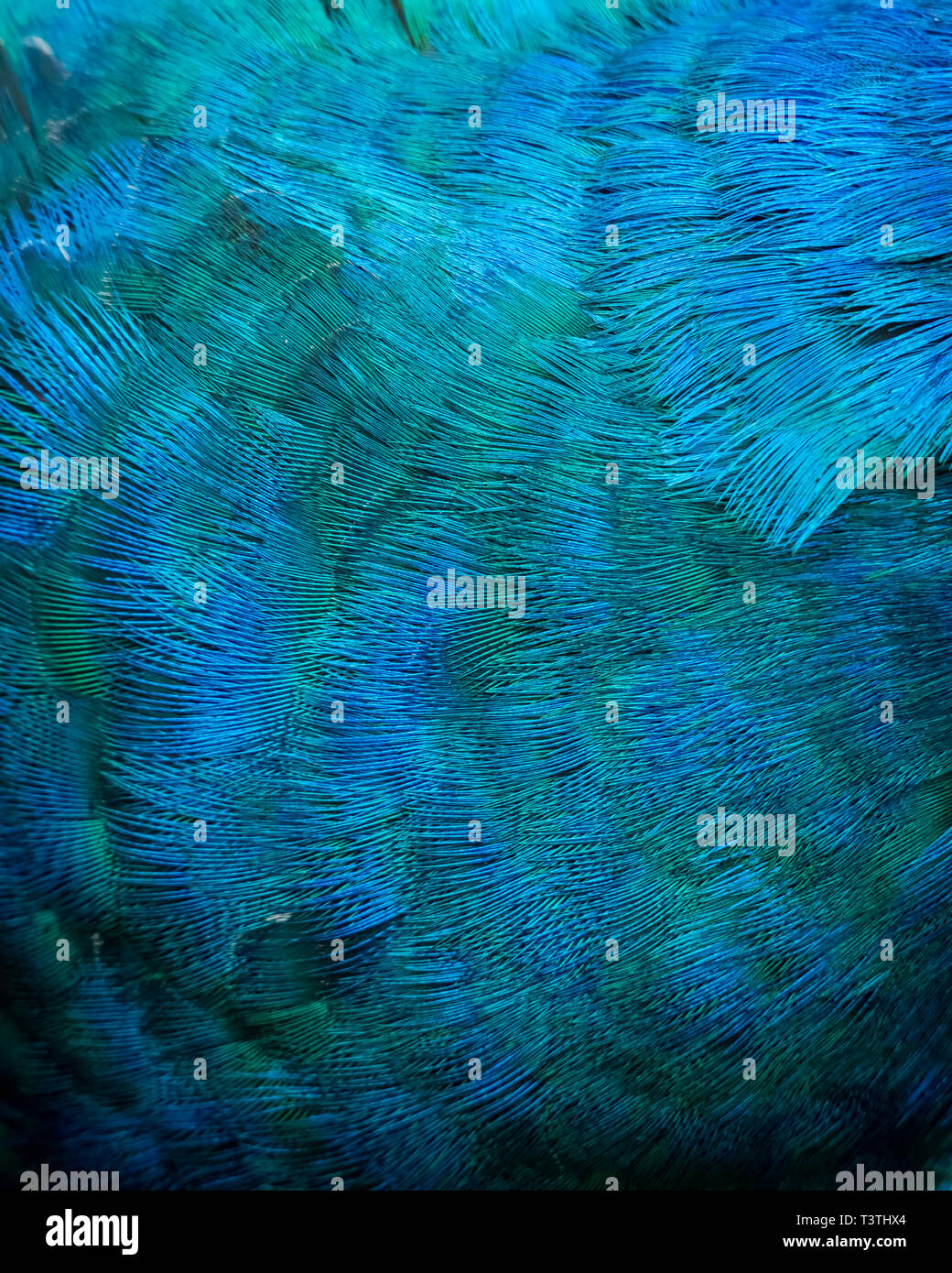 Texture of blue and green peacock chest and neck feathers Stock Photo ...
