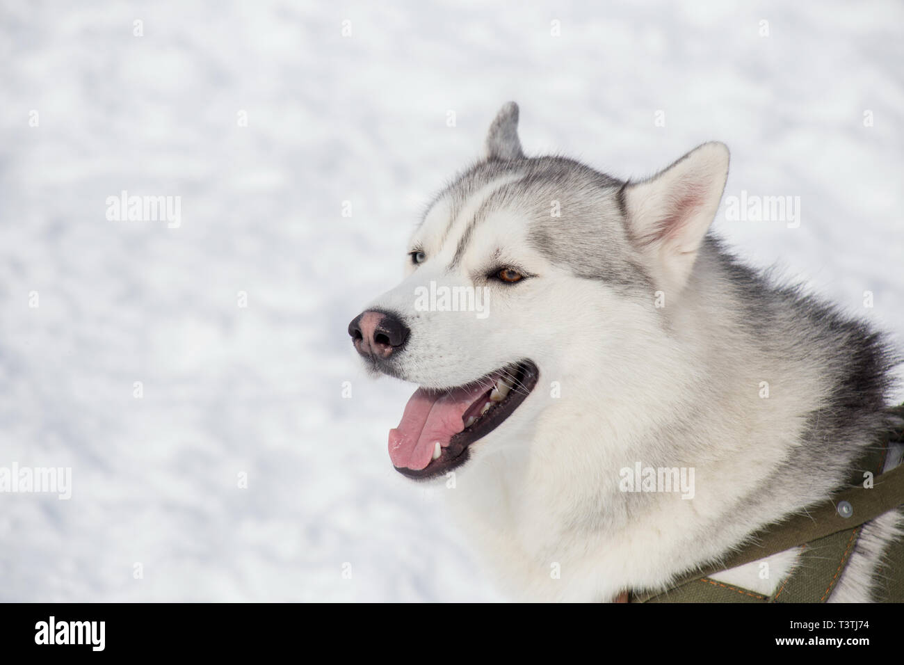Cute siberian husky is yawning on a bright sunny day in the park. Pet ...