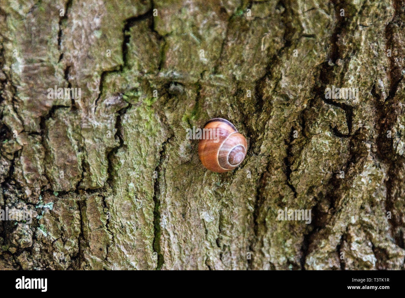 Small brown snail hi-res stock photography and images - Alamy