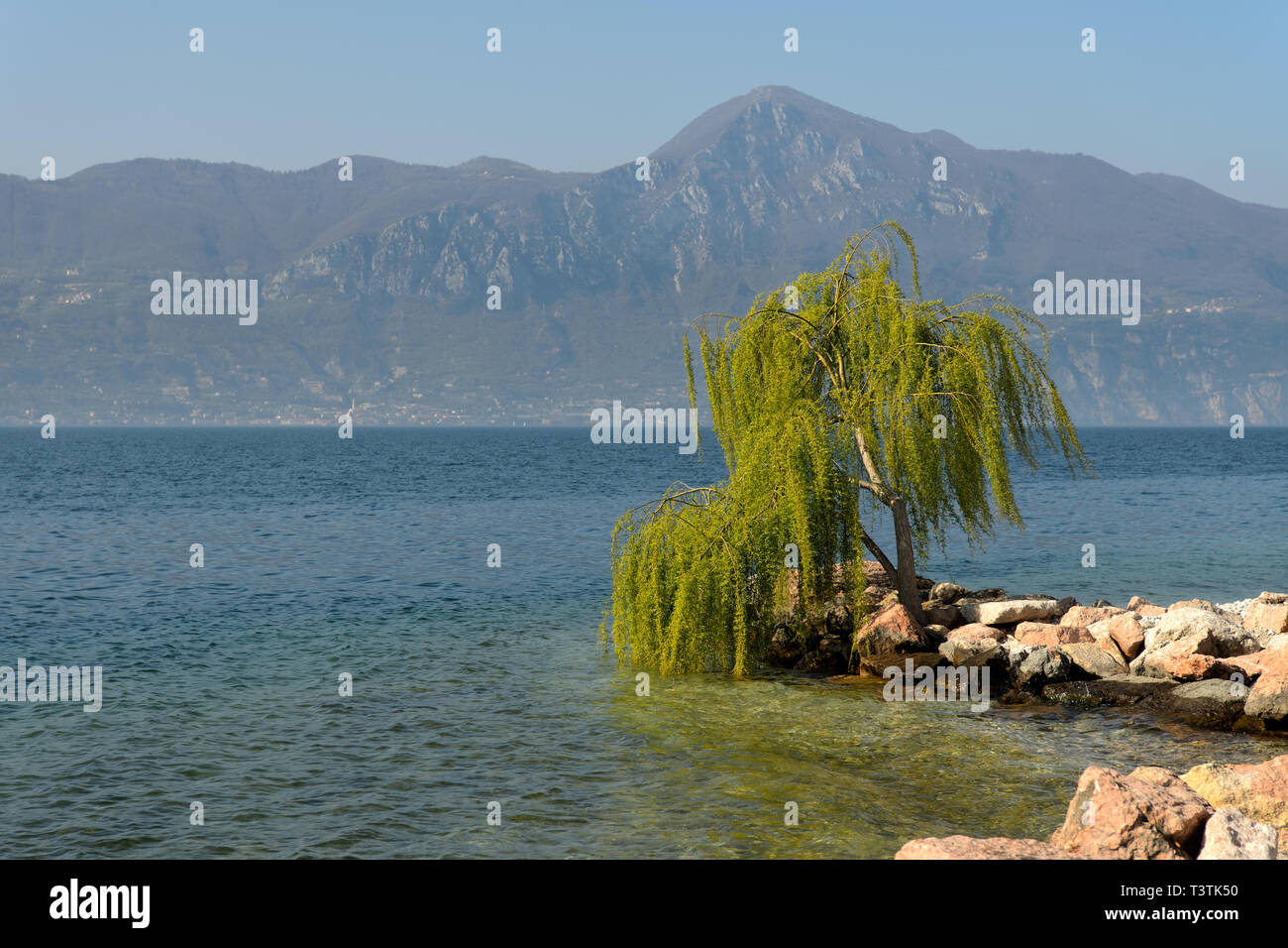 The green tree and the lake shore promenade Garda Lake Italy Stock ...