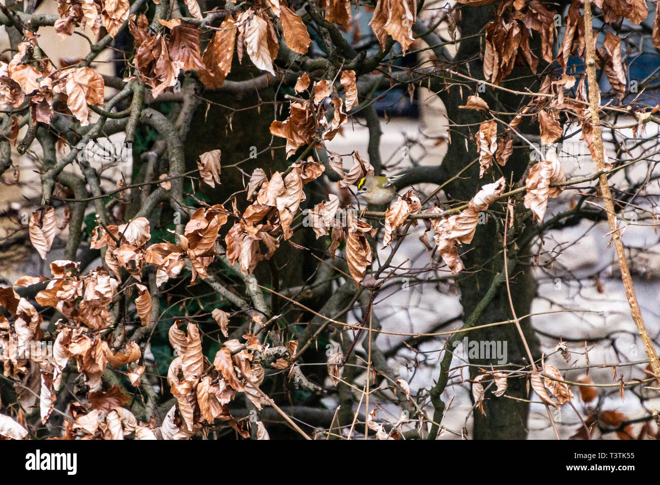 Goldcrest in bush hi-res stock photography and images - Alamy