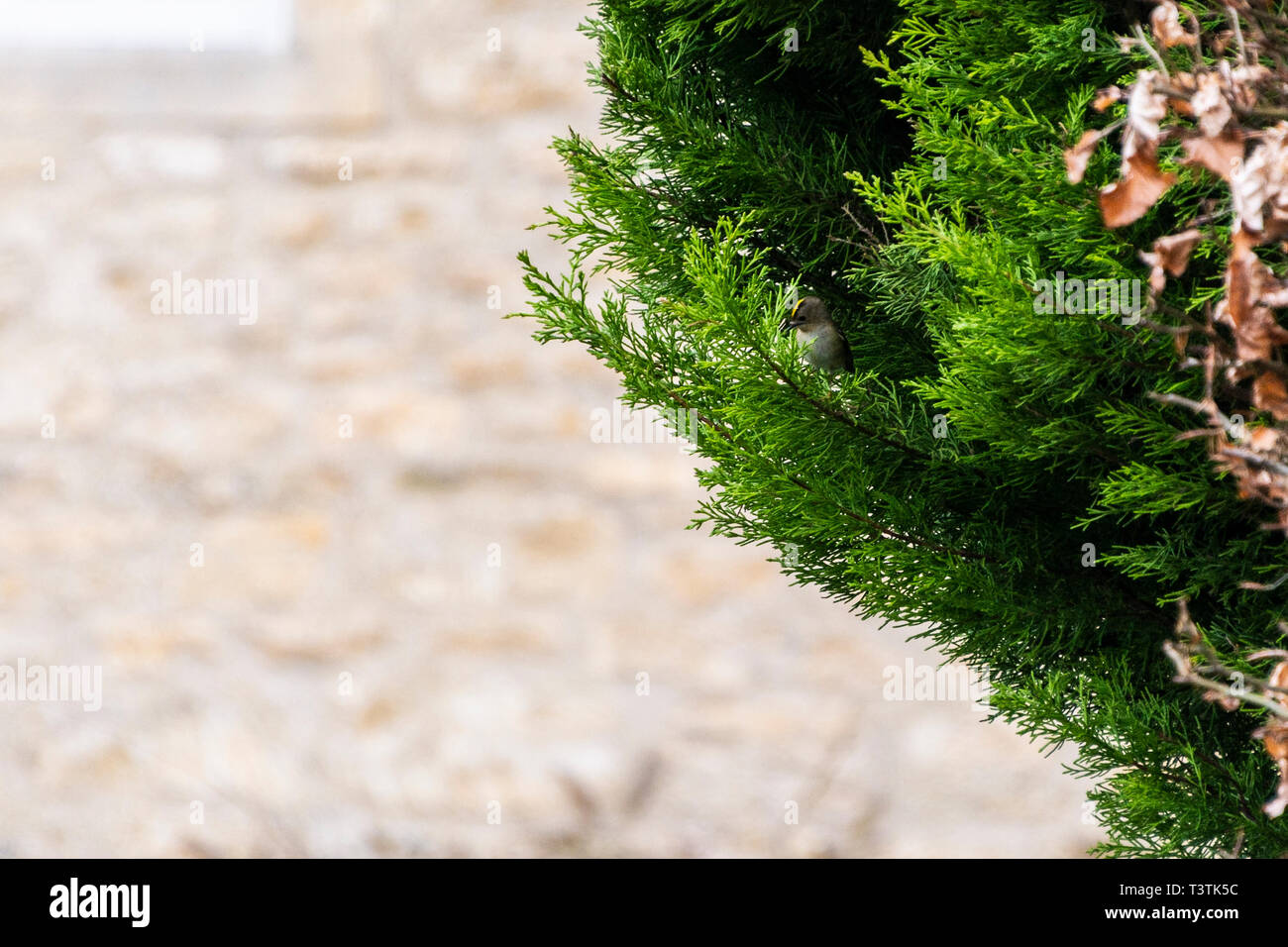 Goldcrest in bush hi-res stock photography and images - Alamy
