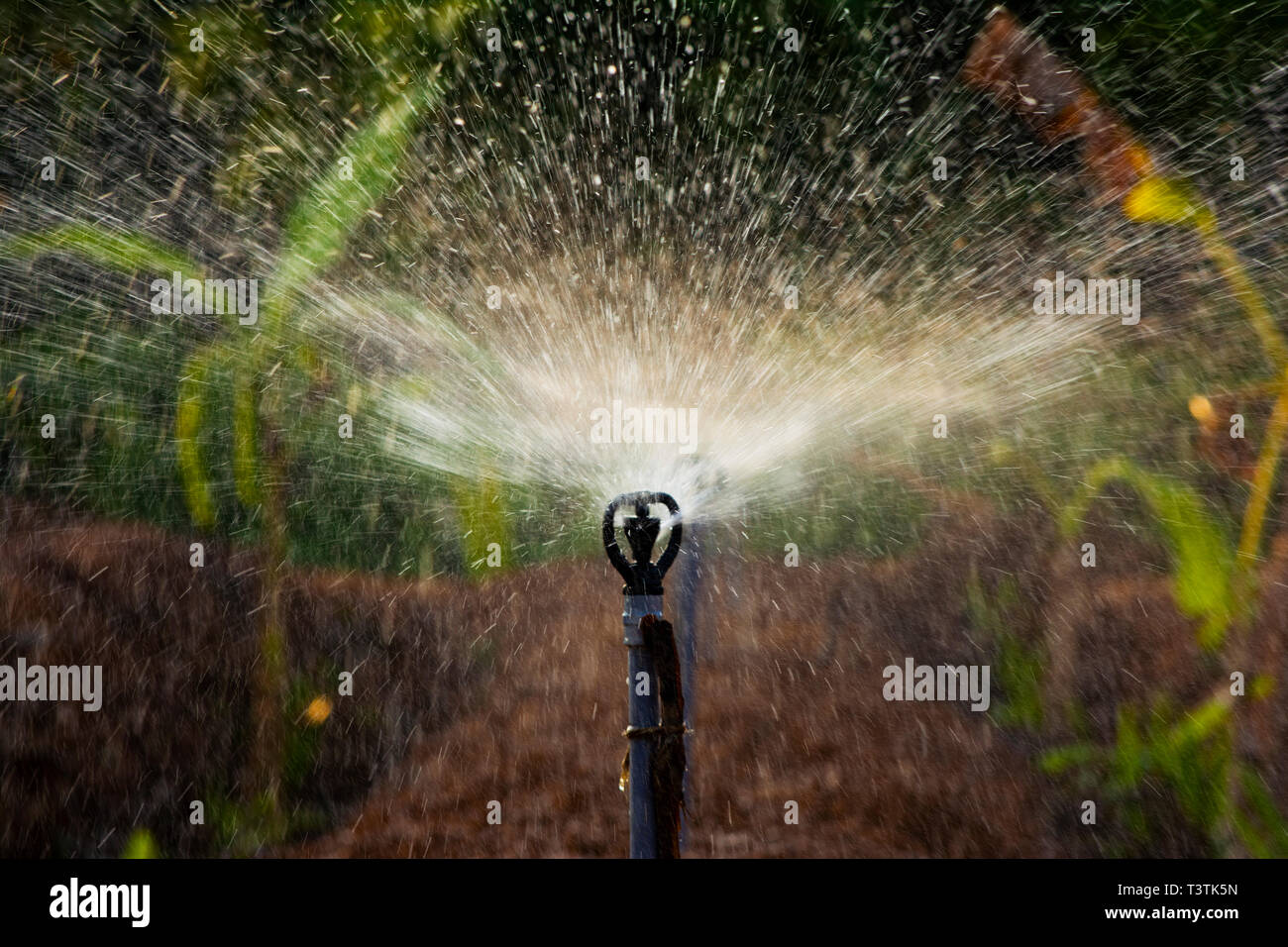 Closeup of water sprinkler Stock Photo - Alamy