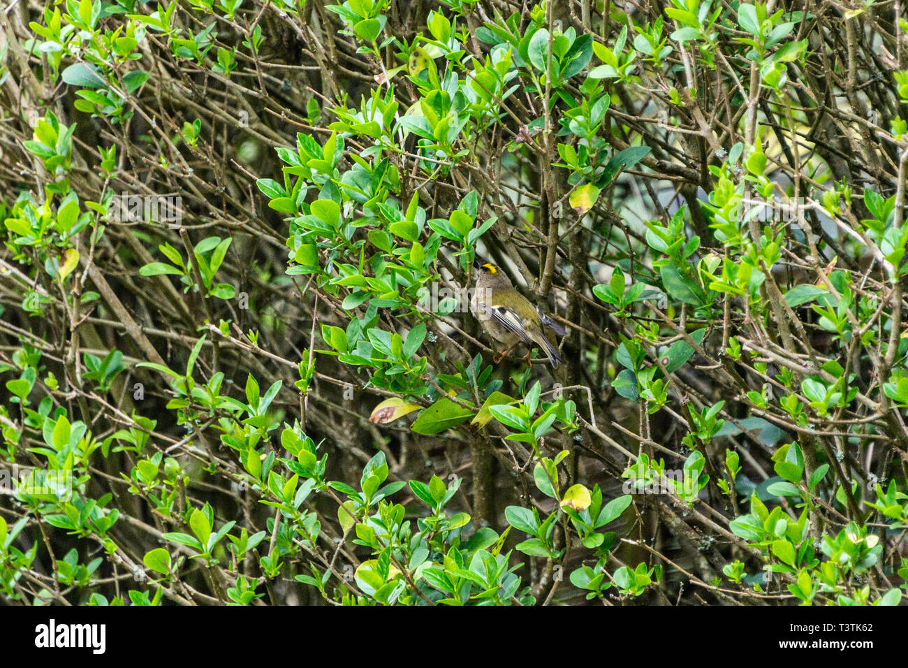 Goldcrest in bush hi-res stock photography and images - Alamy