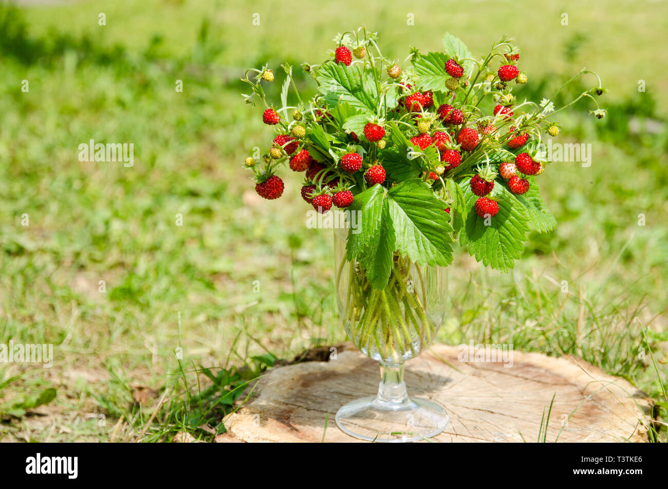 Red wild strawberry hi-res stock photography and images - Alamy