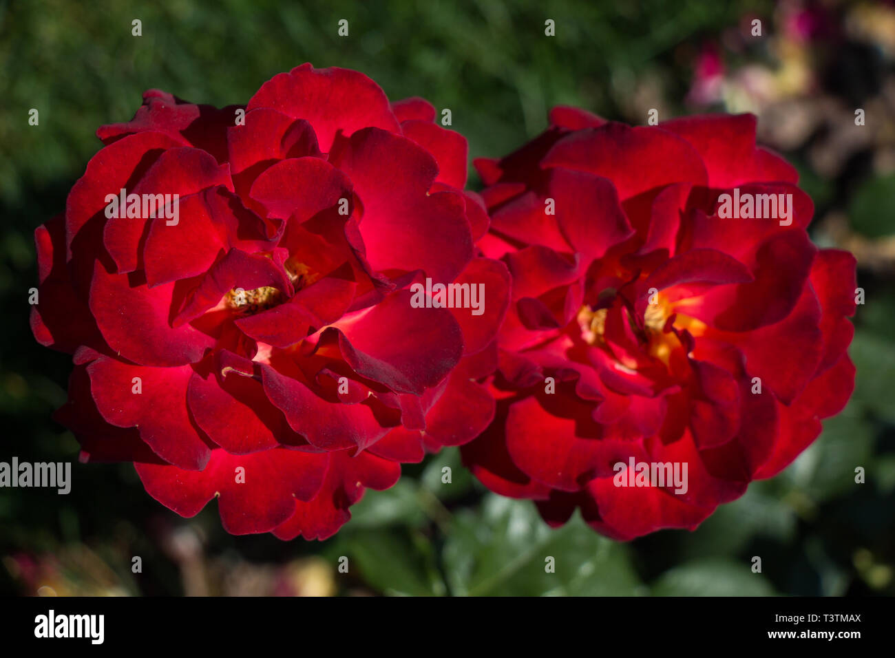 Blooming beautiful colorful roses in the garden background Stock Photo ...